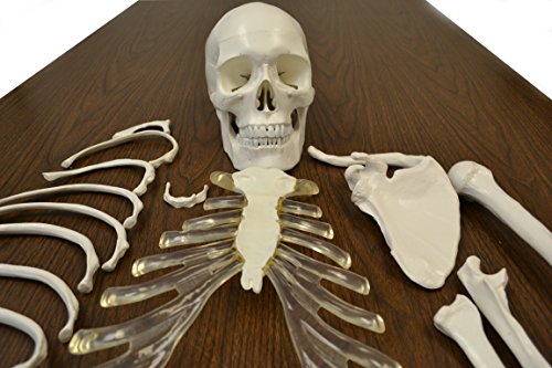 Disarticulated Human Skeleton Model for Anatomy, Life Size 62" High - Medical Quality, 200+ Skeletal Bones - 3 Part Skull with Movable Jaw, Articulated Hand & Foot - hBARSCI