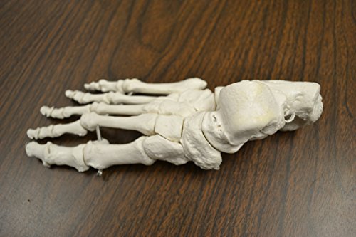 Disarticulated Human Skeleton Model for Anatomy, Life Size 62" High - Medical Quality, 200+ Skeletal Bones - 3 Part Skull with Movable Jaw, Articulated Hand & Foot - hBARSCI