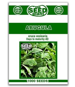 arugula seeds - 1000 seeds non-gmo