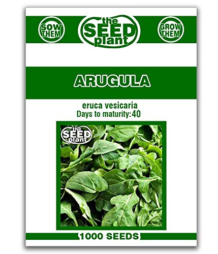 Arugula Seeds - 1000 Seeds Non-GMO