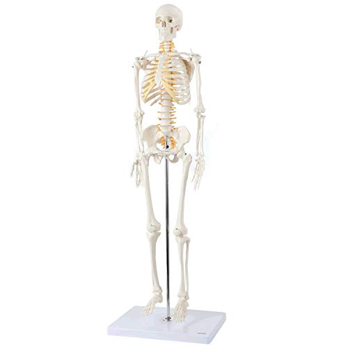 Axis Scientific Mini Human Skeleton Model with Metal Stand, 31" Tall with Removable Arms and Legs, Easy to Assemble, Includes Detailed Product Manual for Study