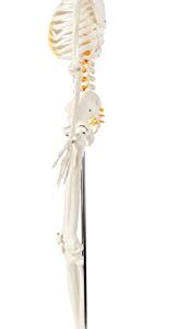 Axis Scientific Mini Human Skeleton Model with Metal Stand, 31" Tall with Removable Arms and Legs, Easy to Assemble, Includes Detailed Product Manual for Study