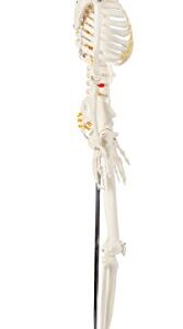 Axis Scientific Mini Human Skeleton Model with Metal Stand, 31" Tall with Removable Arms and Legs, Easy to Assemble, Includes Detailed Product Manual for Study