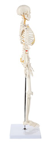 Axis Scientific Mini Human Skeleton Model with Metal Stand, 31" Tall with Removable Arms and Legs, Easy to Assemble, Includes Detailed Product Manual for Study