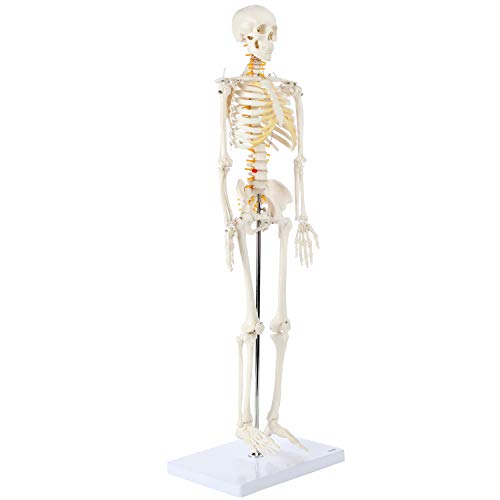 Axis Scientific Mini Human Skeleton Model with Metal Stand, 31" Tall with Removable Arms and Legs, Easy to Assemble, Includes Detailed Product Manual for Study