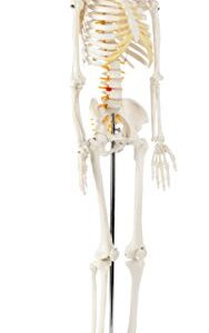 Axis Scientific Mini Human Skeleton Model with Metal Stand, 31" Tall with Removable Arms and Legs, Easy to Assemble, Includes Detailed Product Manual for Study