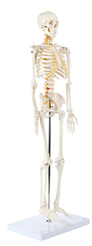 Axis Scientific Mini Human Skeleton Model with Metal Stand, 31" Tall with Removable Arms and Legs, Easy to Assemble, Includes Detailed Product Manual for Study