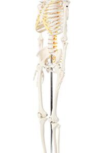 Axis Scientific Mini Human Skeleton Model with Metal Stand, 31" Tall with Removable Arms and Legs, Easy to Assemble, Includes Detailed Product Manual for Study