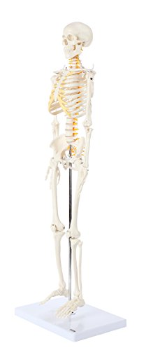 Axis Scientific Mini Human Skeleton Model with Metal Stand, 31" Tall with Removable Arms and Legs, Easy to Assemble, Includes Detailed Product Manual for Study