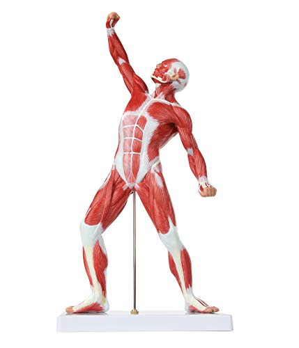 Miniature Muscular System Model, 20” Human Muscle Model, Body Muscle Figure Anatomy Model with Structure of the Body, Anatomy and Physiology Model, Detailed Product Manual, Made by Axis Scientific