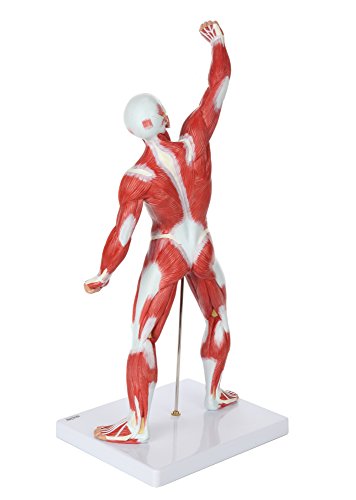 Miniature Muscular System Model, 20” Human Muscle Model, Body Muscle Figure Anatomy Model with Structure of the Body, Anatomy and Physiology Model, Detailed Product Manual, Made by Axis Scientific