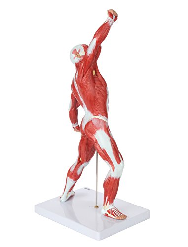 Miniature Muscular System Model, 20” Human Muscle Model, Body Muscle Figure Anatomy Model with Structure of the Body, Anatomy and Physiology Model, Detailed Product Manual, Made by Axis Scientific