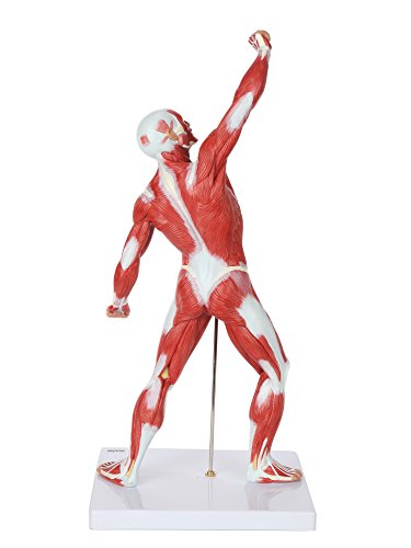 Miniature Muscular System Model, 20” Human Muscle Model, Body Muscle Figure Anatomy Model with Structure of the Body, Anatomy and Physiology Model, Detailed Product Manual, Made by Axis Scientific