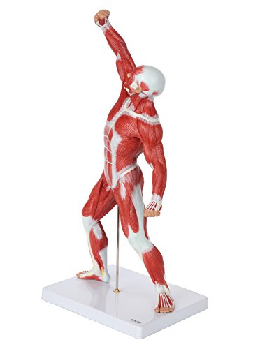 Miniature Muscular System Model, 20” Human Muscle Model, Body Muscle Figure Anatomy Model with Structure of the Body, Anatomy and Physiology Model, Detailed Product Manual, Made by Axis Scientific