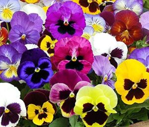 1,000+ pansy seeds- swiss giants mix flower seeds (bulk) hardy annual by ohio heirloom seeds