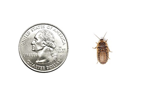 25 Small Dubia Roaches by DubiaRoaches.com