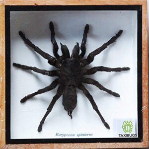 real giant bird eating eurypeima spincrus tarantula spider animals taxidermy in frame