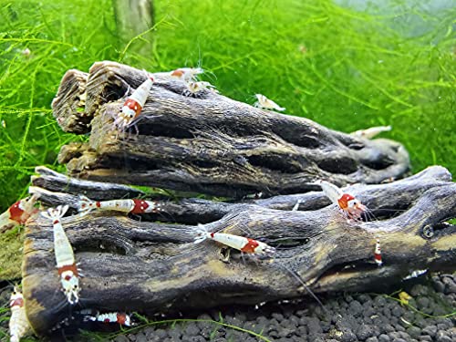 Natural Cholla Wood for Aquarium Decoration, Shrimp, Hermit Crab, Chew Toys for Small Pets (4 Inches Long(Pack of 3))