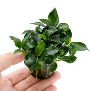 anubias petite 25~35 leaves - live aquaric plant fish tank(the plant pot excluded)no pesticides