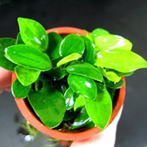 Anubias petite 25~35 leaves - Live aquaric plant fish tank(The plant pot excluded)No pesticides