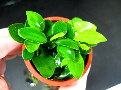 Anubias petite 25~35 leaves - Live aquaric plant fish tank(The plant pot excluded)No pesticides