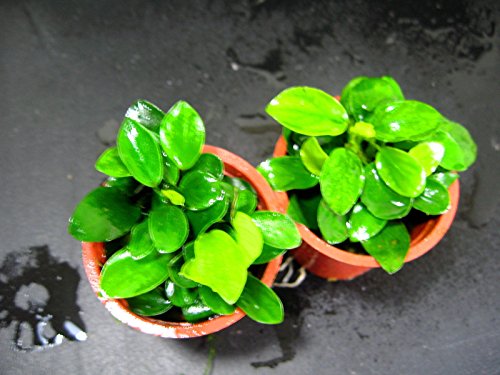 Anubias petite 25~35 leaves - Live aquaric plant fish tank(The plant pot excluded)No pesticides