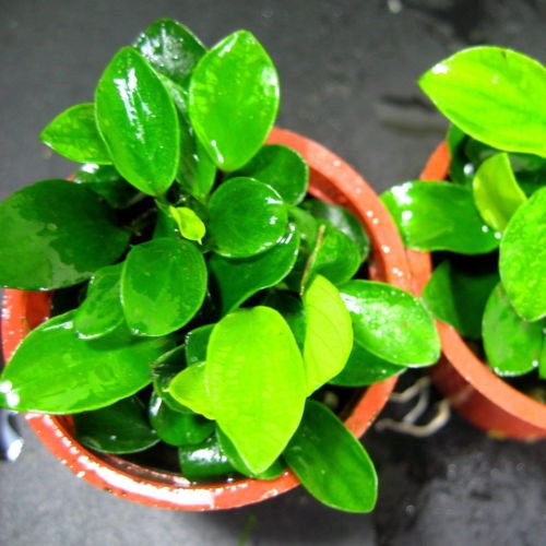 Anubias petite 25~35 leaves - Live aquaric plant fish tank(The plant pot excluded)No pesticides