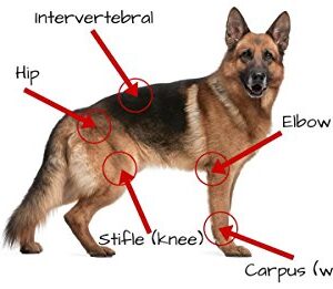 Extend Joint Care Natural Glucosamine with MSM for Dogs, 2 Box