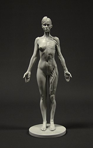 Female Anatomy Figure: 10.5-inch Anatomical Reference for Artists (Grey)