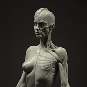 Female Anatomy Figure: 10.5-inch Anatomical Reference for Artists (Grey)