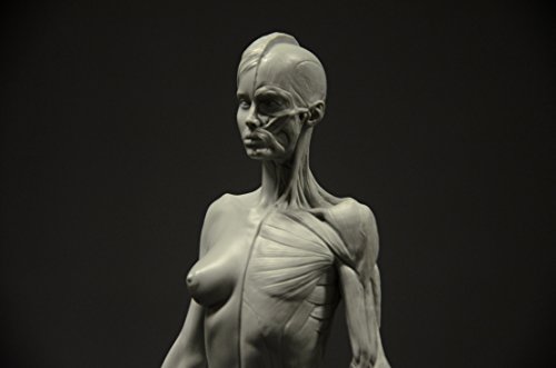 Female Anatomy Figure: 10.5-inch Anatomical Reference for Artists (Grey)