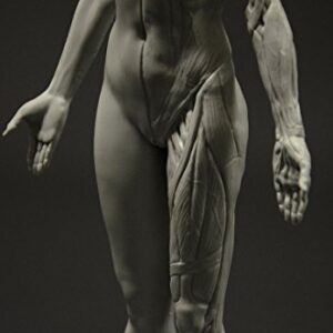 Female Anatomy Figure: 10.5-inch Anatomical Reference for Artists (Grey)