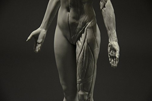 Female Anatomy Figure: 10.5-inch Anatomical Reference for Artists (Grey)