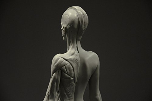 Female Anatomy Figure: 10.5-inch Anatomical Reference for Artists (Grey)