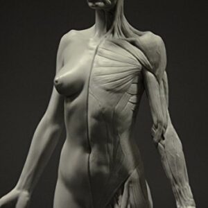 Female Anatomy Figure: 10.5-inch Anatomical Reference for Artists (Grey)