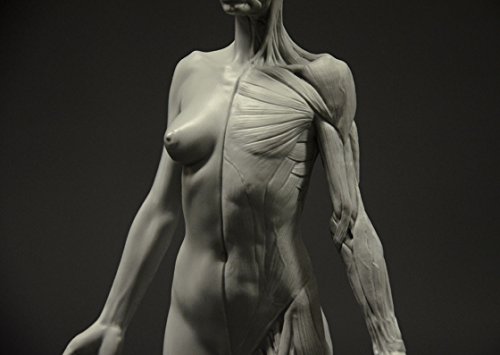 Female Anatomy Figure: 10.5-inch Anatomical Reference for Artists (Grey)