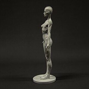 Female Anatomy Figure: 10.5-inch Anatomical Reference for Artists (Grey)