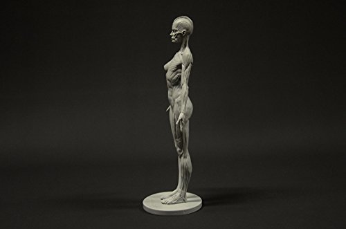 Female Anatomy Figure: 10.5-inch Anatomical Reference for Artists (Grey)