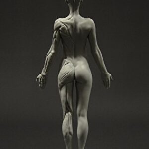 Female Anatomy Figure: 10.5-inch Anatomical Reference for Artists (Grey)