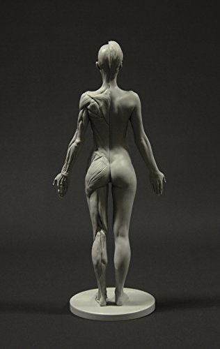 Female Anatomy Figure: 10.5-inch Anatomical Reference for Artists (Grey)