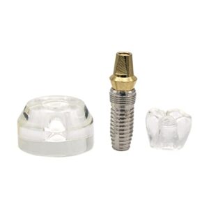 Dentalmall 1 Pc Dental Model #2020 01 - Clear Implant Model Dental Implant Demonstration Model Teeth Study Teach