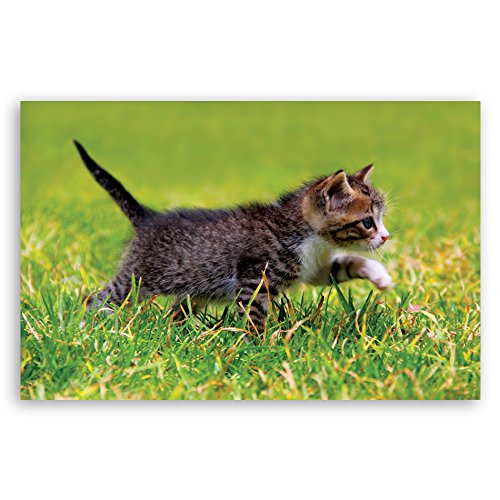 CATS and KITTENS Postcard Set of 20 Postcards. Cat and Kitten Post Card Variety Pack. Made in USA.