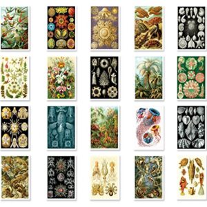 NATURAL CURIOSITIES by Ernst Haeckel postcard set of 20 postcards. Botanical illustrations theme post card variety pack. Made in USA.