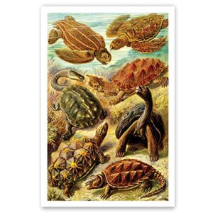 NATURAL CURIOSITIES by Ernst Haeckel postcard set of 20 postcards. Botanical illustrations theme post card variety pack. Made in USA.