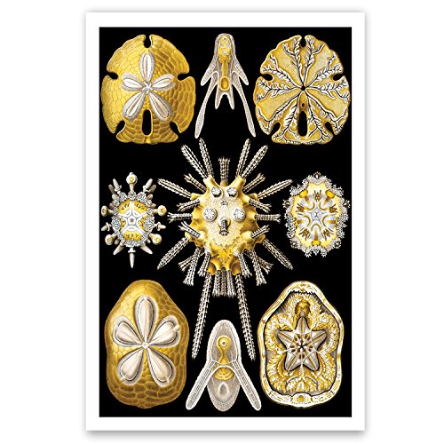 NATURAL CURIOSITIES by Ernst Haeckel postcard set of 20 postcards. Botanical illustrations theme post card variety pack. Made in USA.