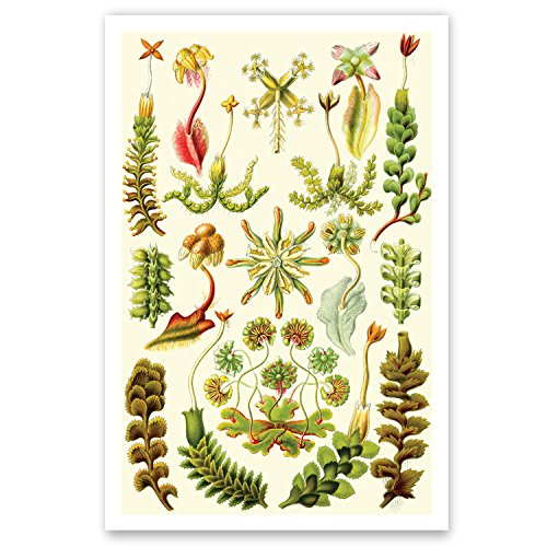 NATURAL CURIOSITIES by Ernst Haeckel postcard set of 20 postcards. Botanical illustrations theme post card variety pack. Made in USA.