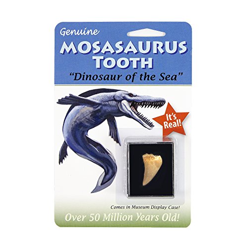 Museum Quality Mosasaurus Tooth in Display Case - Genuine Dinosaur Tooth from The Late Cretaceous Period - A-Grade Dinosaur Fossils