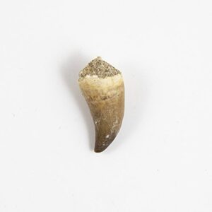 Museum Quality Mosasaurus Tooth in Display Case - Genuine Dinosaur Tooth from The Late Cretaceous Period - A-Grade Dinosaur Fossils