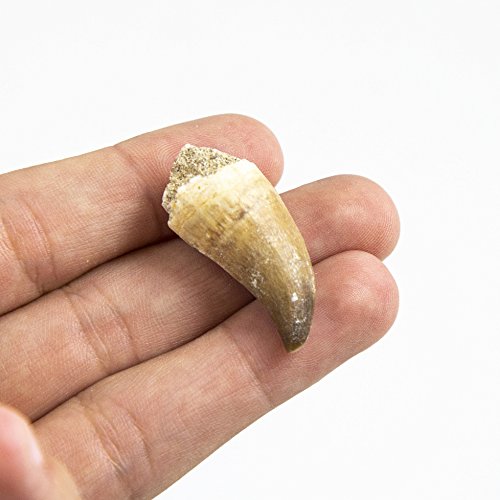 Museum Quality Mosasaurus Tooth in Display Case - Genuine Dinosaur Tooth from The Late Cretaceous Period - A-Grade Dinosaur Fossils