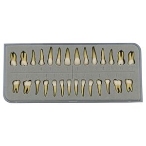 dentalmall 1 box dental model teeth model 28 pcs 1:1 full permanent teeth m7021